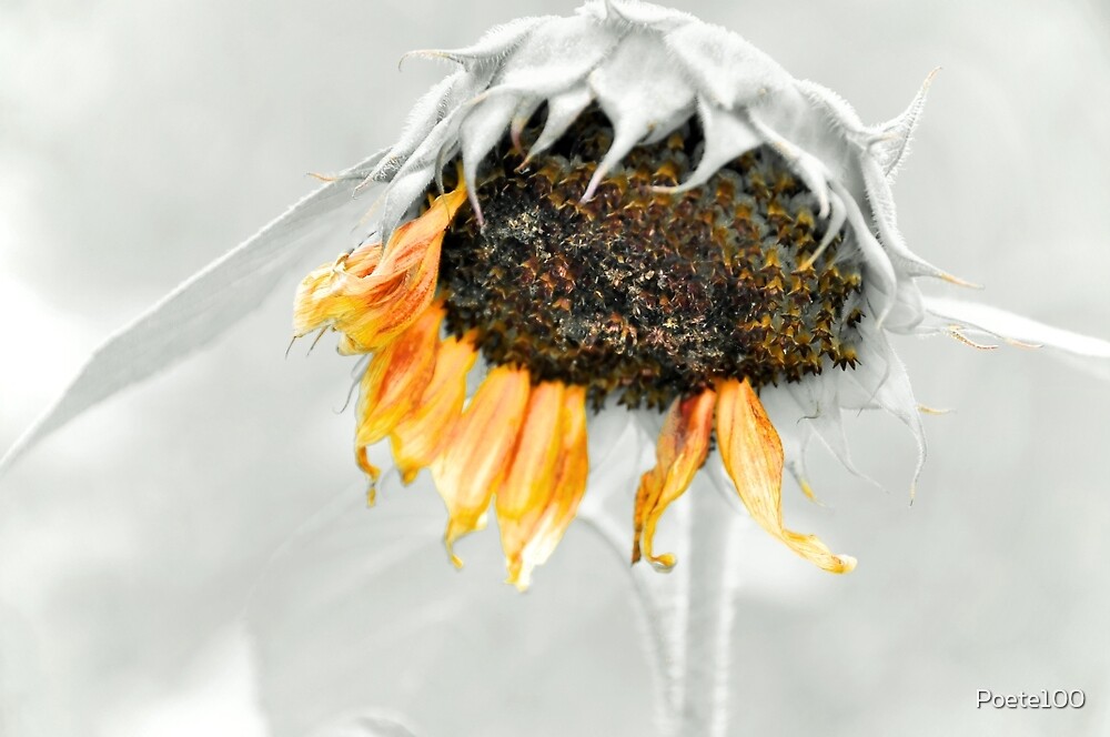 "Frozen Sunflower..." by Poete100 | Redbubble