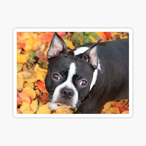 "Spanky" Sticker by Southerngal | Redbubble