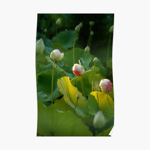 "First Blush" Poster for Sale by jeannesheridan | Redbubble