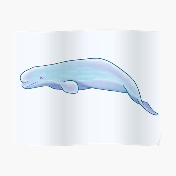 "Beluga Whale" Poster for Sale by NoellePainter | Redbubble