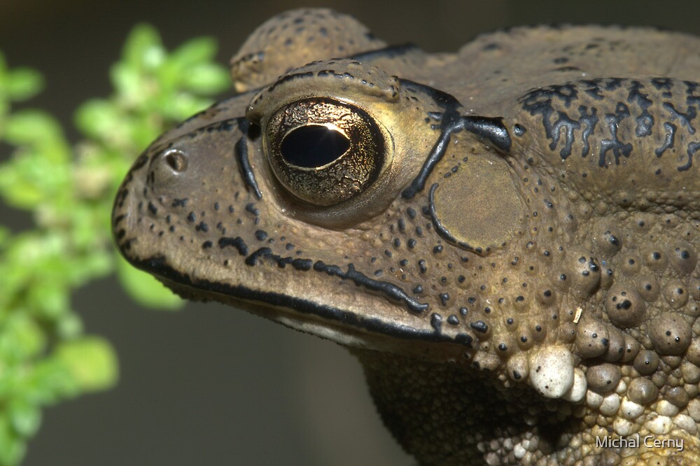 "Common Asiatic Toad or Black-spined Toad, Duttaphrynus melanostictus ...