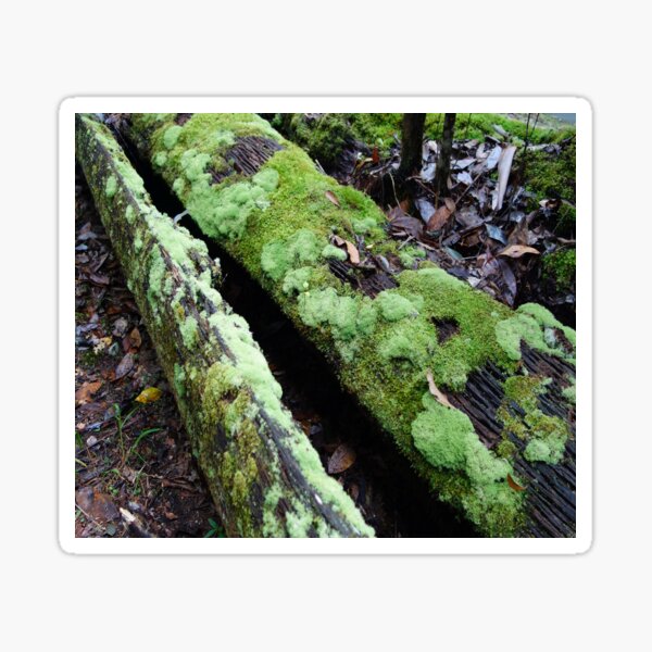 "Rainforest tree covered in moss" Sticker by NJH110 | Redbubble