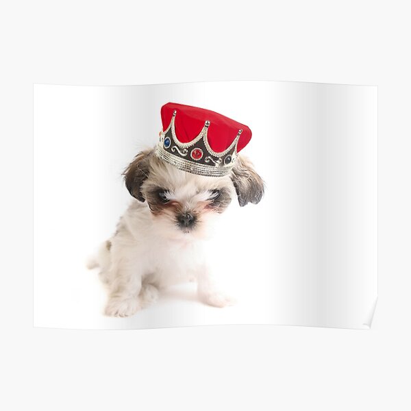 "Koko" Poster by susannec | Redbubble