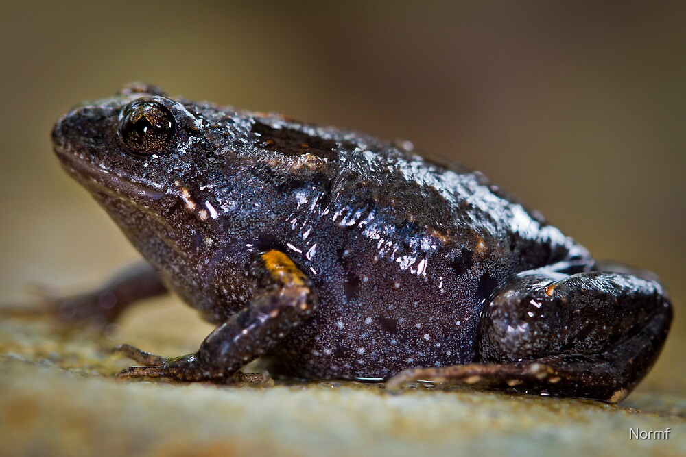 "Dusky Toadlet, Uperoleia fusca" by Normf | Redbubble