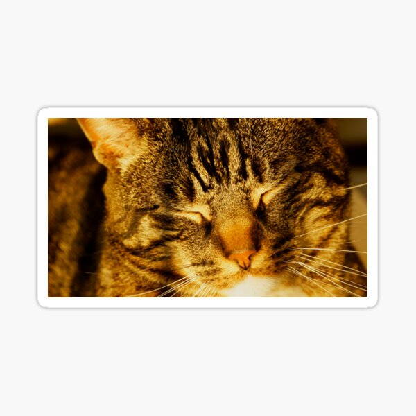 "Pretty Kitty" Sticker by CryingInACave | Redbubble