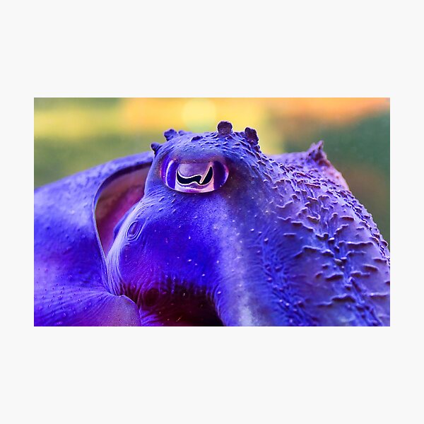 "A Curious Cuttlefish" Photographic Print for Sale by nickegglington ...