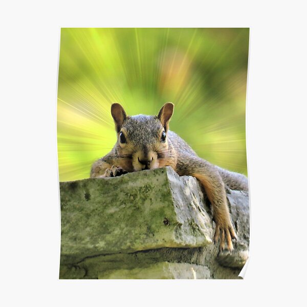 "Relaxed Squirrel" Poster for Sale by FrankieCat | Redbubble