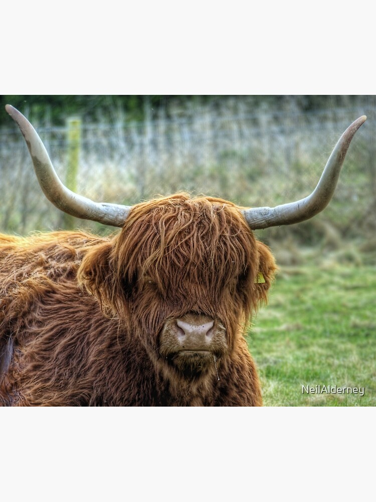 "A Highland Coo!" Canvas Print for Sale by NeilAlderney | Redbubble