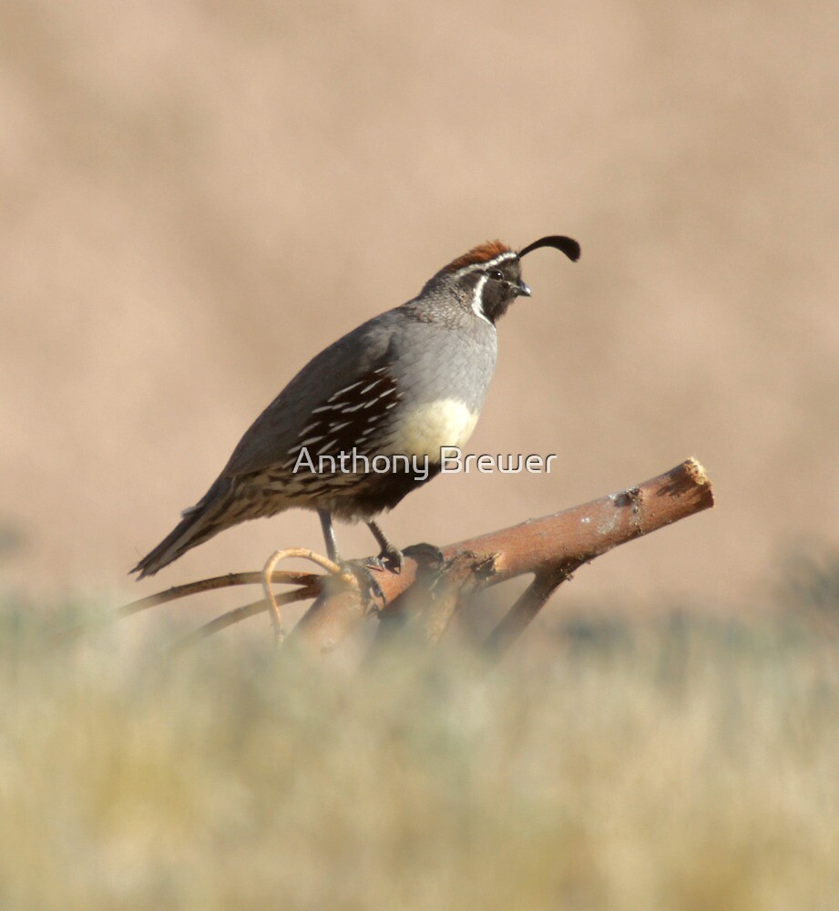 "Quail rising" by Anthony Brewer | Redbubble