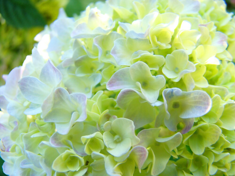 "Paster White Yellow Green Hydrangea Flowers art" by BasleeArtPrints ...
