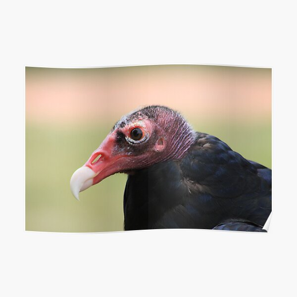 "Turkey Vulture - "Snoopy"" Poster by alycetaylor | Redbubble