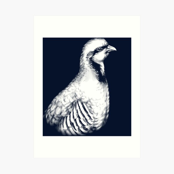 Chukar Wall Art | Redbubble