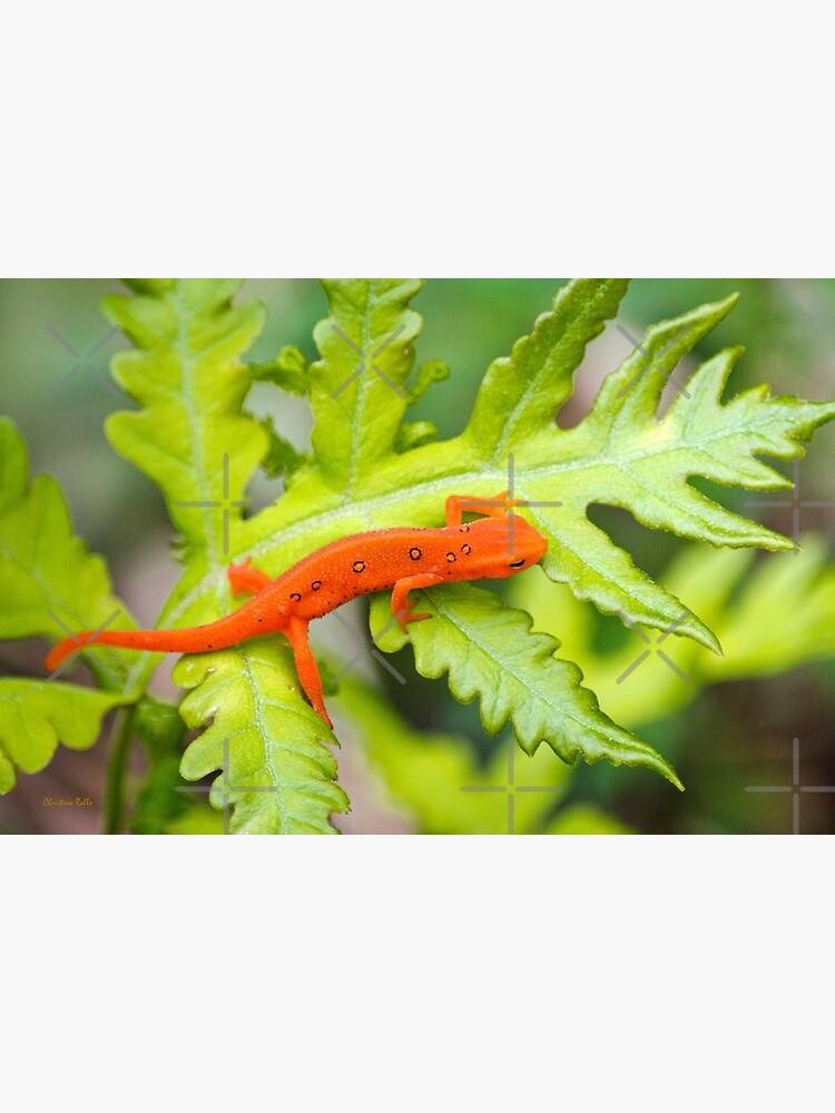 "Red Eft Eastern Newt" Poster von rollosphotos | Redbubble