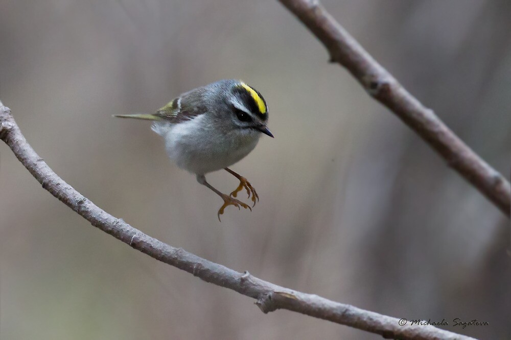 "Woo hooooo!!! (Golden-crowned Kinglet)" by PixlPixi | Redbubble