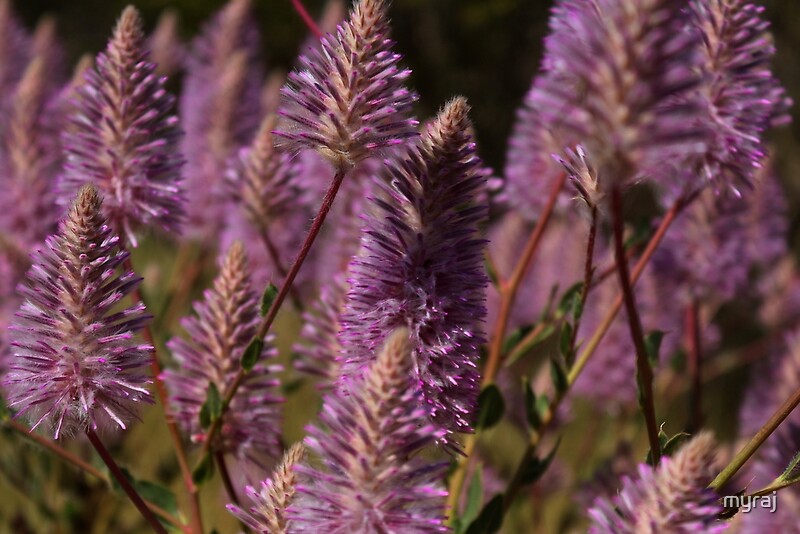 "Spectacular Mulla Mulla" by myraj | Redbubble