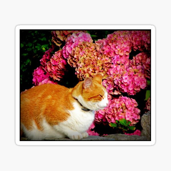 "Breton cat" Sticker by ART22 | Redbubble