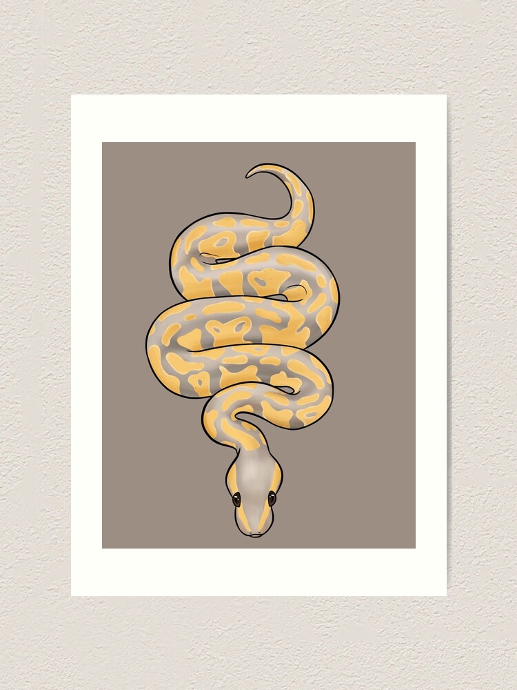 "Banana Ball Python" Art Print for Sale by peyeqart | Redbubble