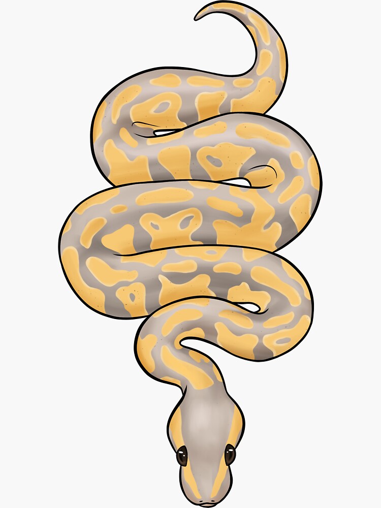 "Banana Ball Python" Sticker for Sale by peyeqart | Redbubble