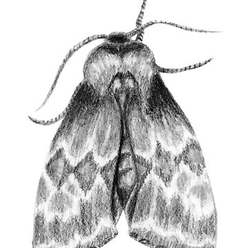 "Moth Insect Pattern Pencil Drawing" Art Print for Sale by Katri Ketola ...