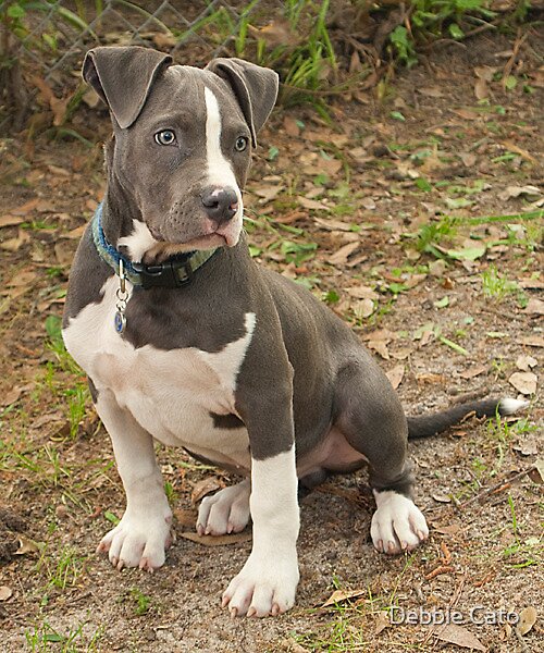 "Pac Man" by Debbie Cato | Redbubble