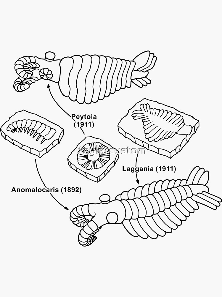 "Anomalocaris and Associated Fossils Black Line Drawing" Sticker by ...
