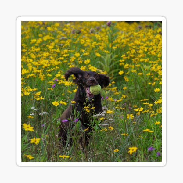 "Daisy the Dog" Sticker for Sale by catarro | Redbubble