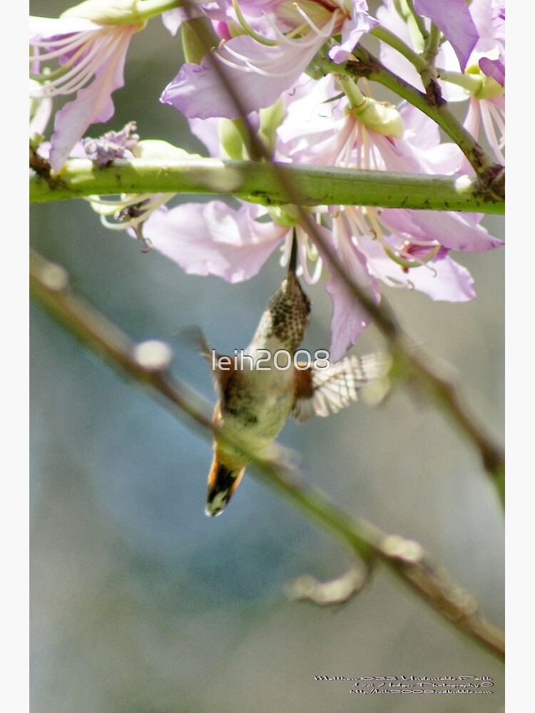 "Matthew 10:33 Undeniable Faith; Neff Park, La Mirada, CA USA Lei ...