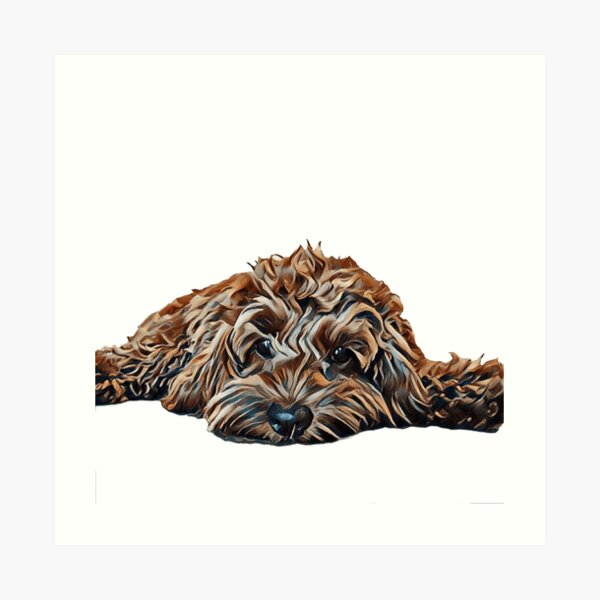 Cockapoo Art Prints | Redbubble