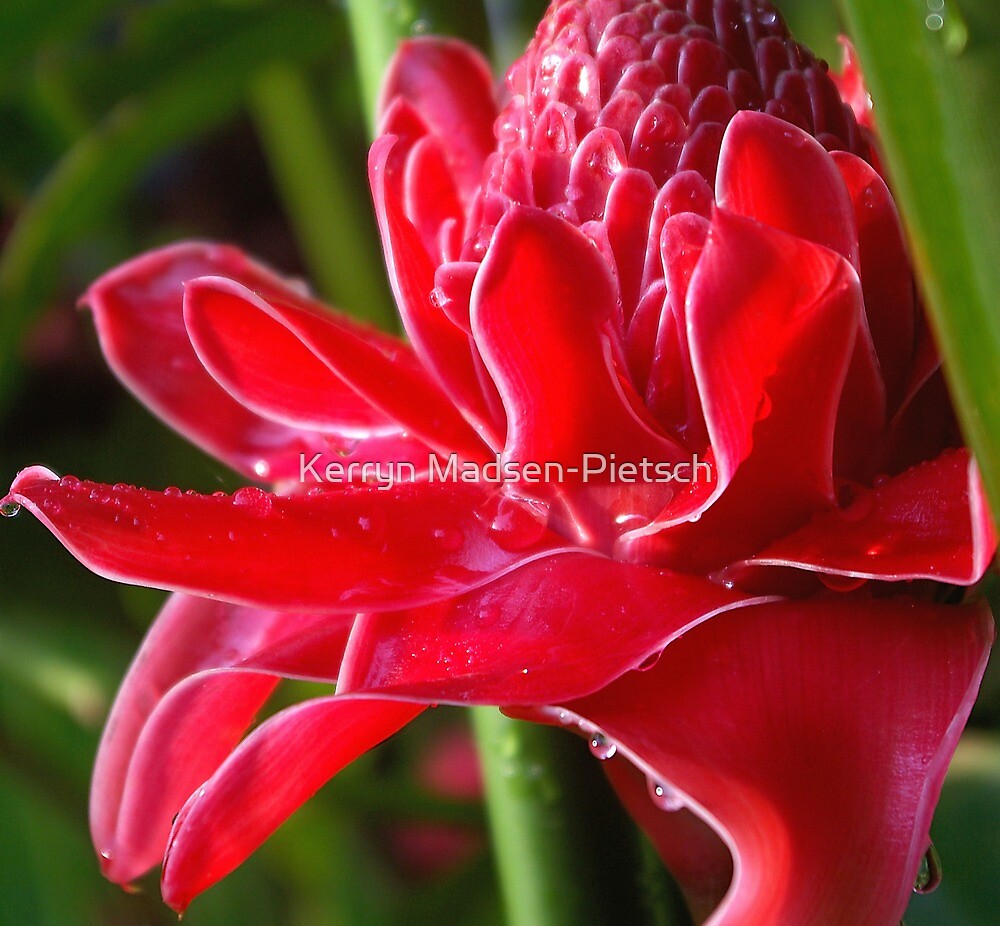 "Glistening (Exotic Red Torch Ginger) " by Kerryn Madsen-Pietsch ...