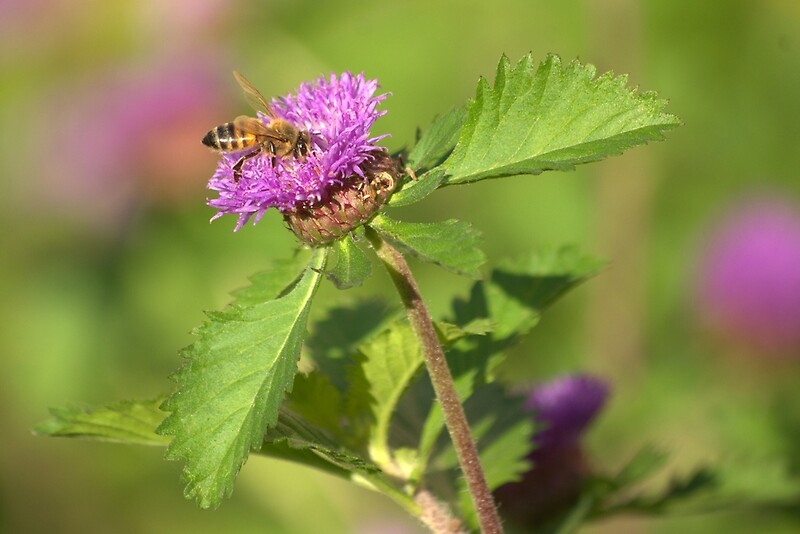 "Honeybee Pollinating Pink Flower " by K D Graves Photography | Redbubble