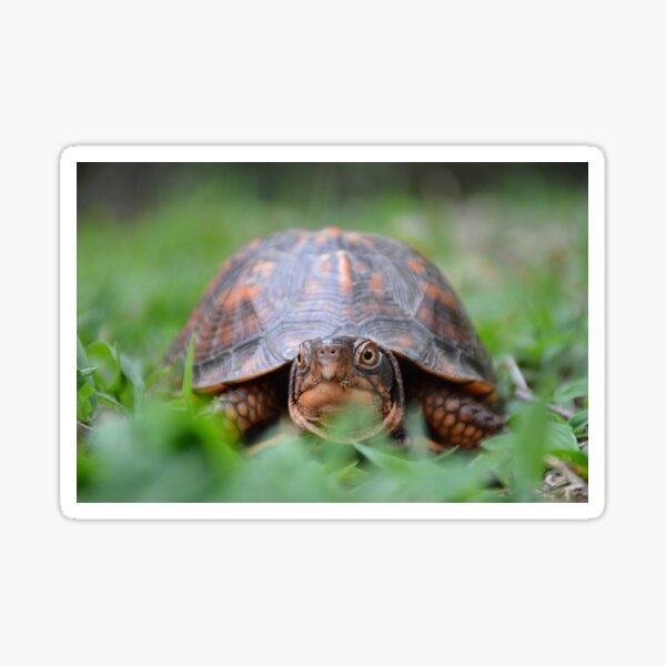 "Box Turtle" Sticker for Sale by catarro | Redbubble