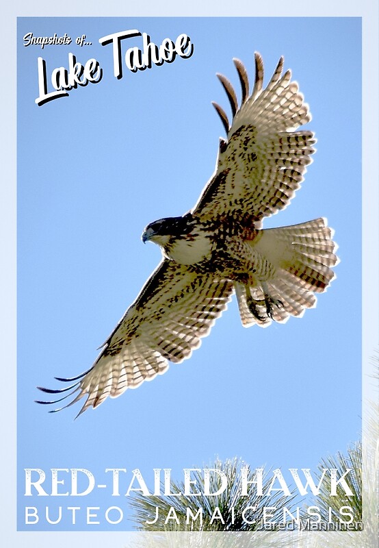 "Snapshots of Tahoe: Red-Tailed Hawk" by Jared Manninen | Redbubble