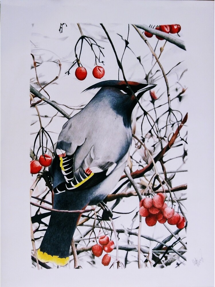 "Cedar Waxwing In Winter" Poster for Sale by Celeste161 | Redbubble