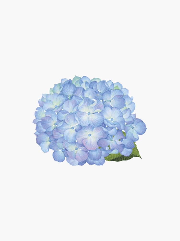 "hydrangea flower sticker" Sticker for Sale by olivial0624 | Redbubble
