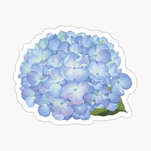 "hydrangea flower sticker" Sticker for Sale by olivial0624 | Redbubble