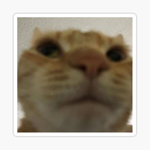 "Cat face" Sticker for Sale by frogfrog2 | Redbubble