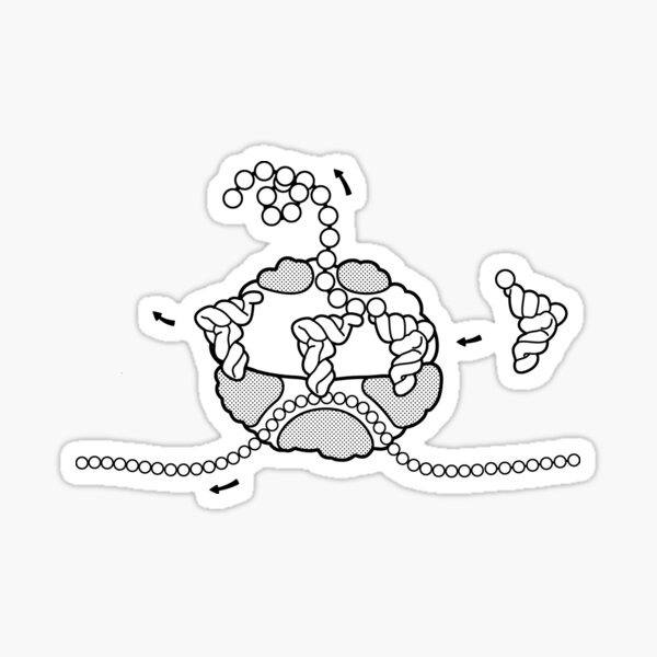 "Ribosome Cross Section Microbiology Line Drawing" Sticker for Sale by ...