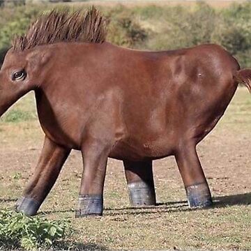 "Warped horse meme" Photographic Print for Sale by HangLooseDraft ...