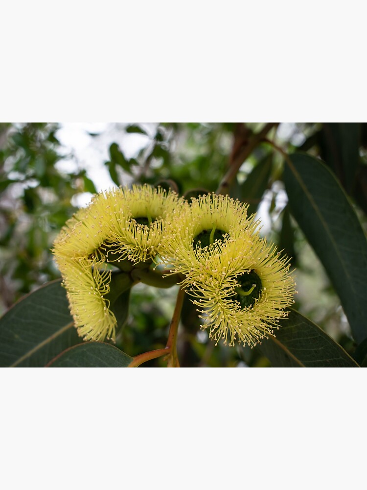 "Eucalyptus preissiana" Poster for Sale by gabski | Redbubble