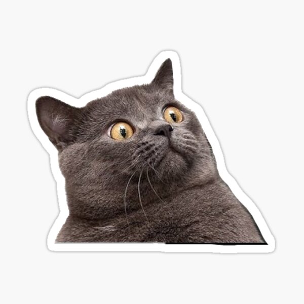"Cat meme sticker" Sticker for Sale by pandan1000 | Redbubble