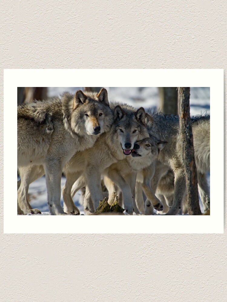 "Wolf Pack" Art Print by jaydee1400 | Redbubble