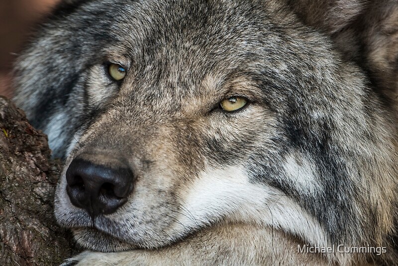 "Timber Wolf - Closeup" by Michael Cummings | Redbubble