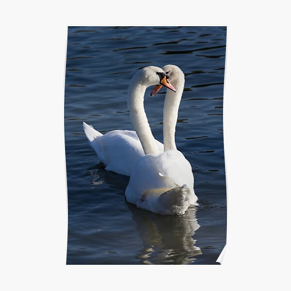 "Swan Courtship " Poster for Sale by Londonimages | Redbubble
