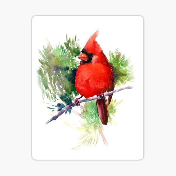 "Red Cardinal Bird" Sticker for Sale by surenart | Redbubble