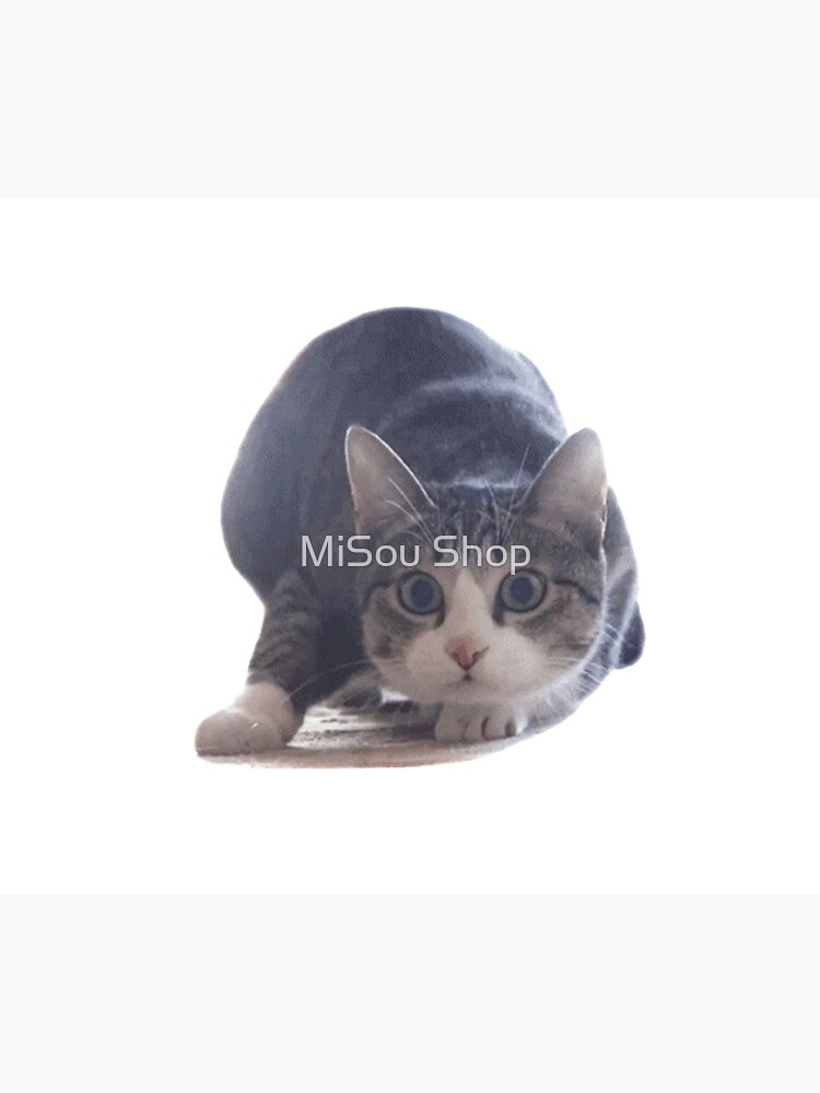 Cat Wiggle Gif