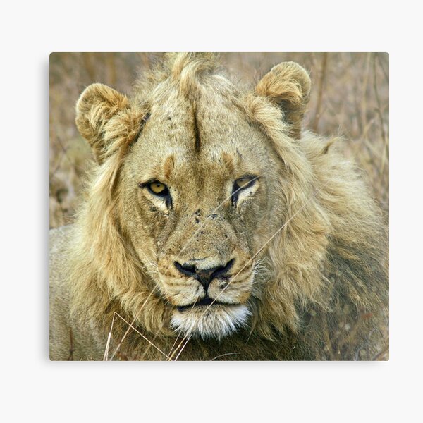 Mapogo Gifts & Merchandise | Redbubble