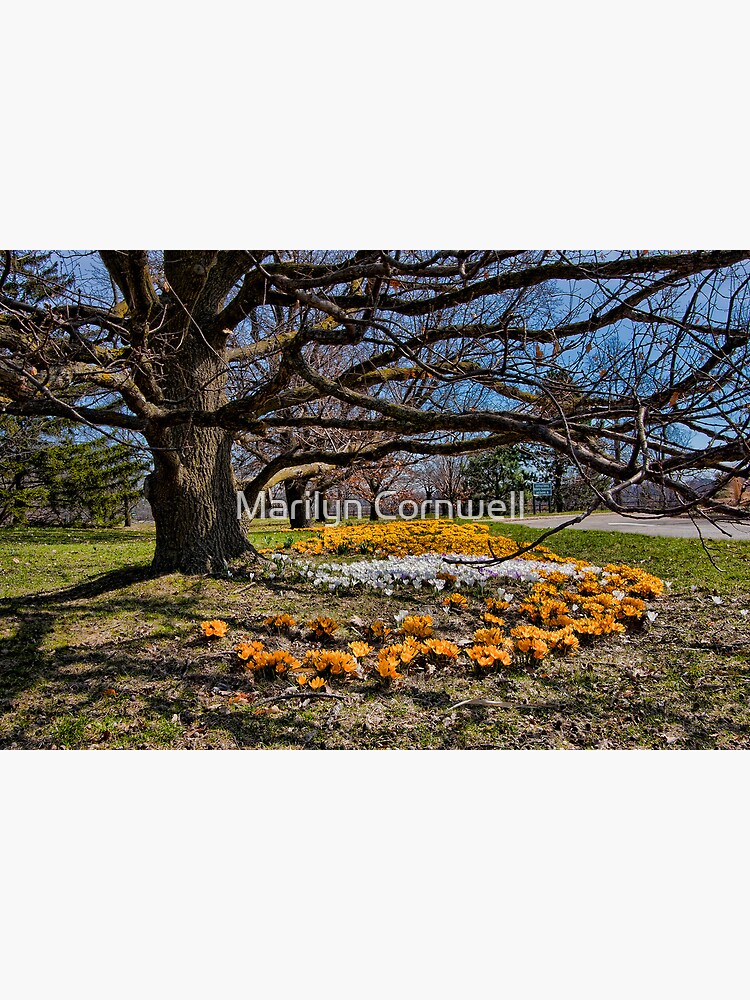 "Spring Made Glorious" Poster by marilyncornwell | Redbubble