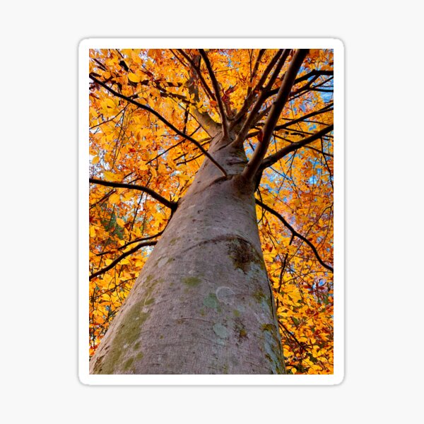 "Fall Tree" Sticker for Sale by Kbbear | Redbubble
