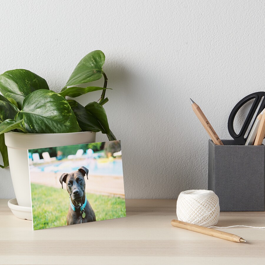 "Paxton Smiling in the Hamptons" Art Board Print by dwchambers | Redbubble