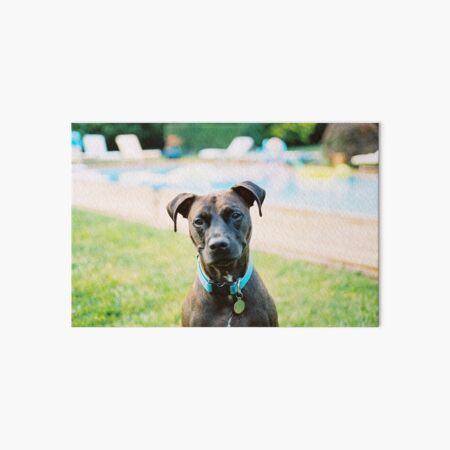 "Paxton Smiling in the Hamptons" Art Board Print by dwchambers | Redbubble